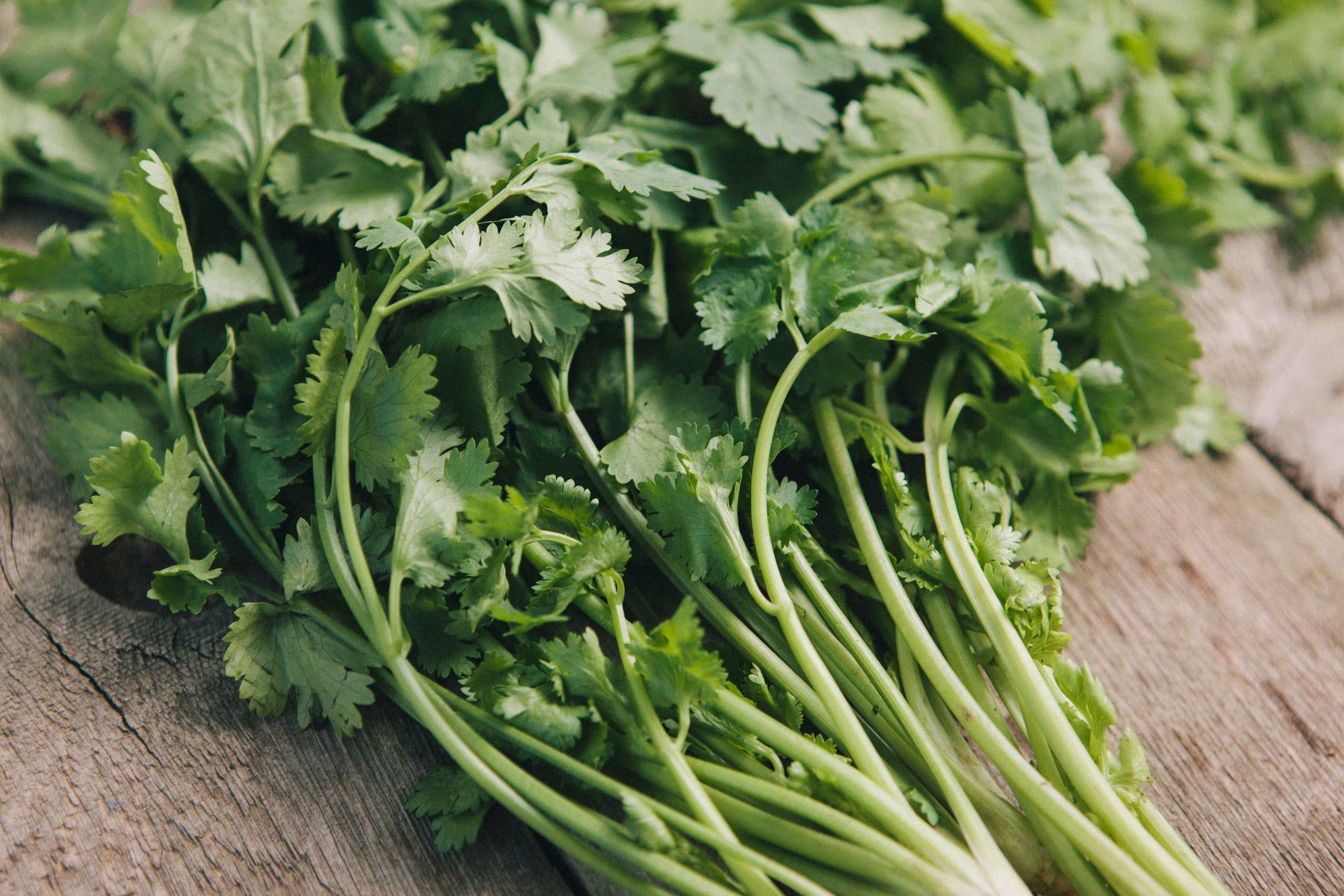 There's a Scientific Reason Why Some People HATE Cilantro - Maxim