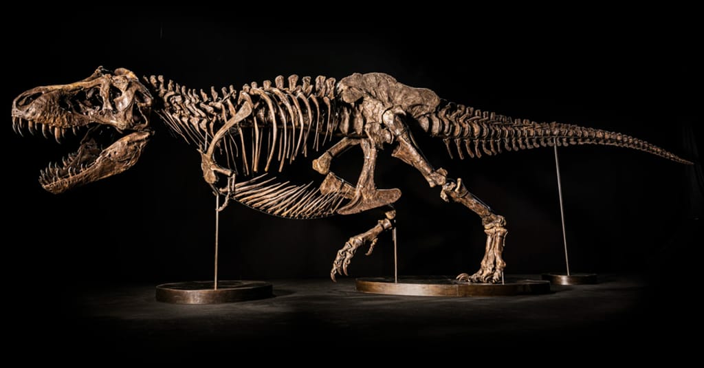 This Rare T. Rex Skeleton Could Sell For $25 Million - Maxim