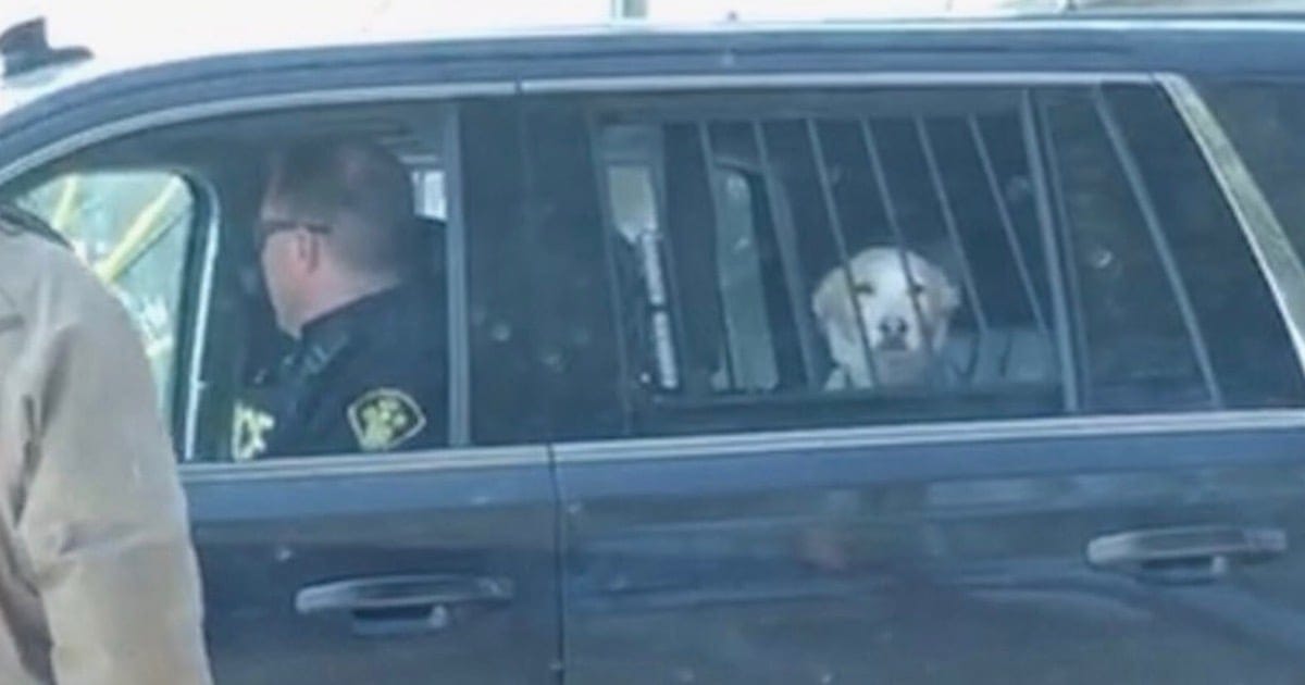 Dog 'Arrested' for Being a Bad Boy, Photo of Him in Cop Car Goes Viral ...
