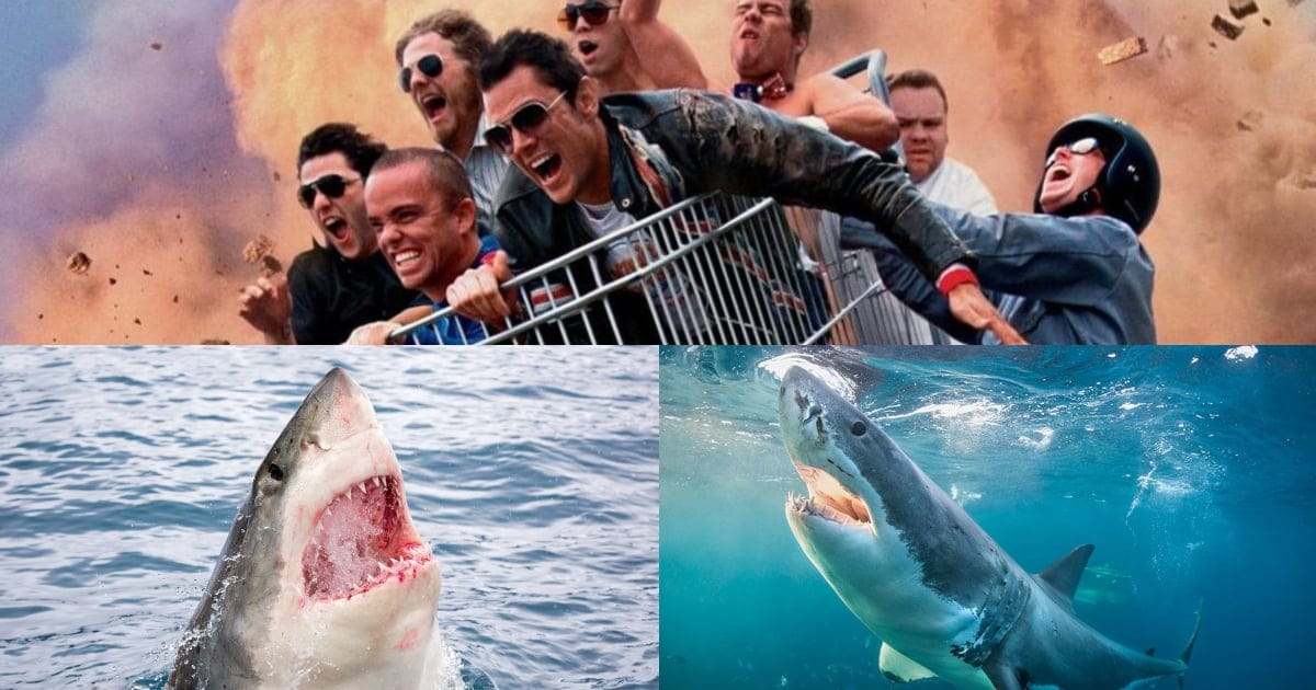 The 'Jackass' Crew Is Teaming Up With 'Shark Week' For Must-See TV - Maxim