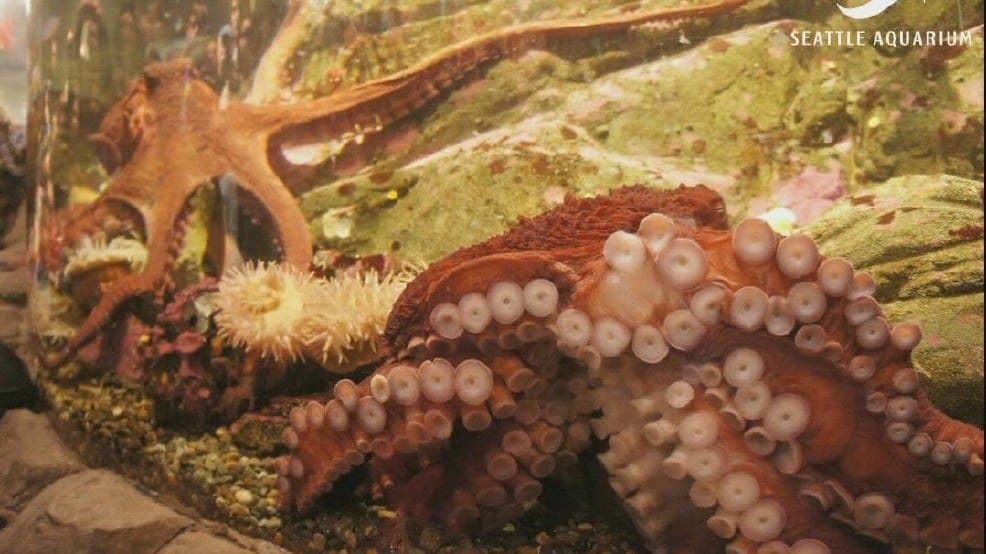 The Horrifying Reason An Aquarium Canceled A Valentine S Day Octopus Sex Show Maxim