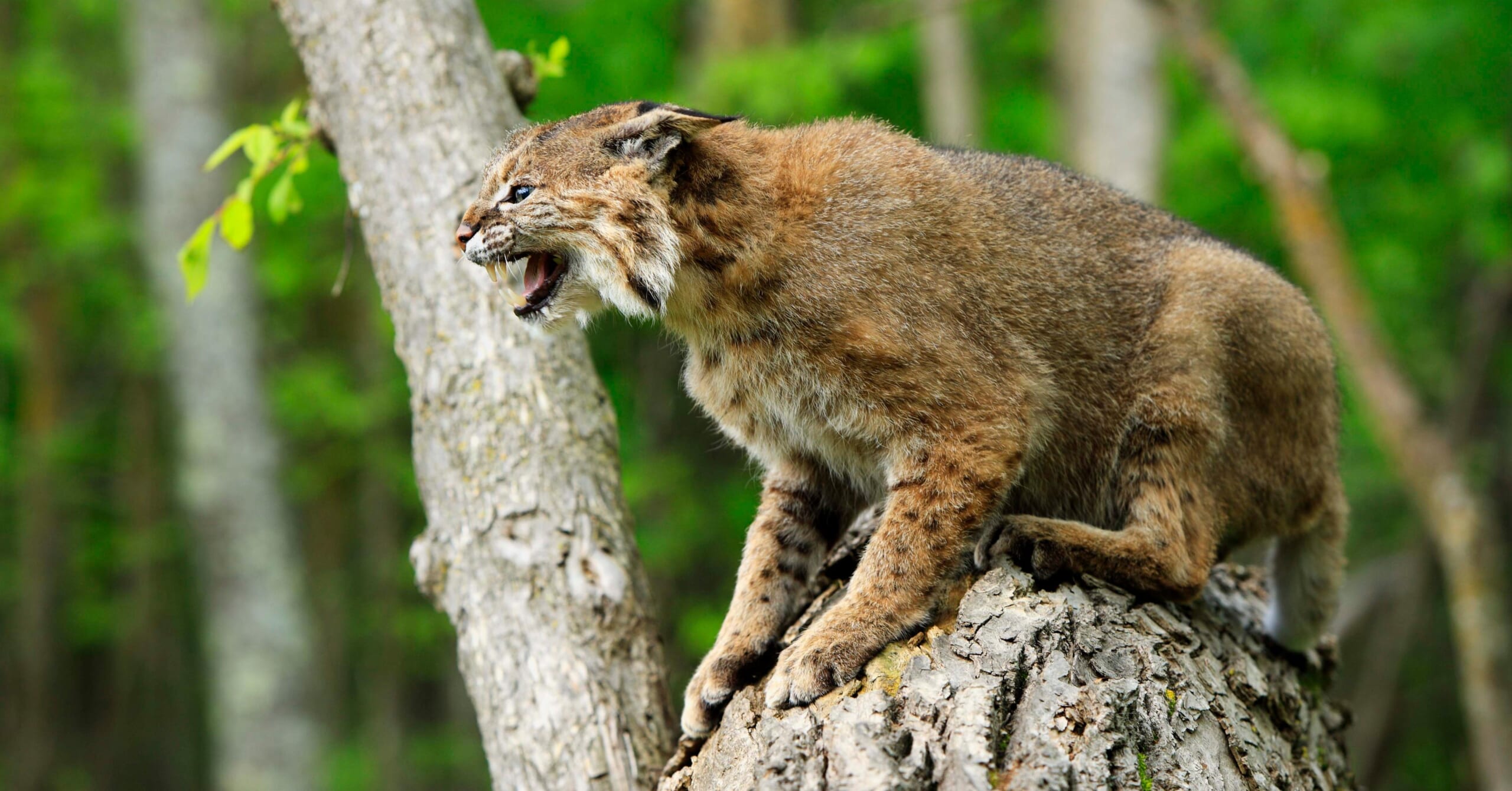 Watch This Angry Bobcat Pounce On a Turkey Hunter, Because It's Kind of ...