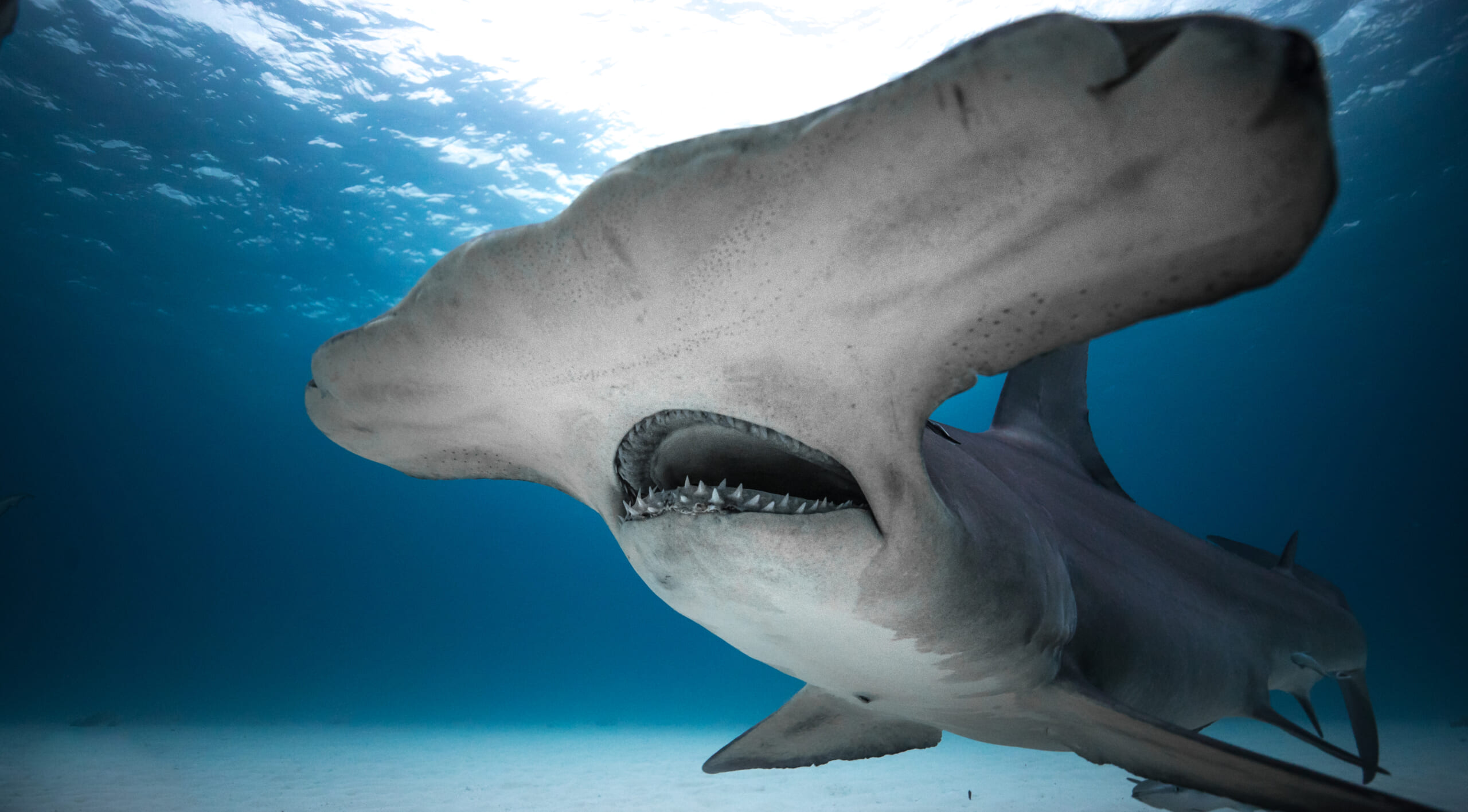 Shark Week Returns This Weekend For 48-Hour Marathon on Discovery - Maxim