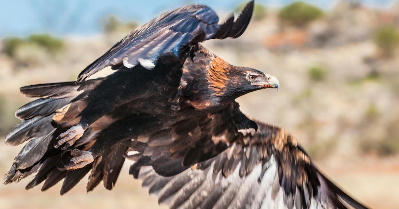 This Insane Photo Captures An Angry Eagle Trying To Fly Away With a ...