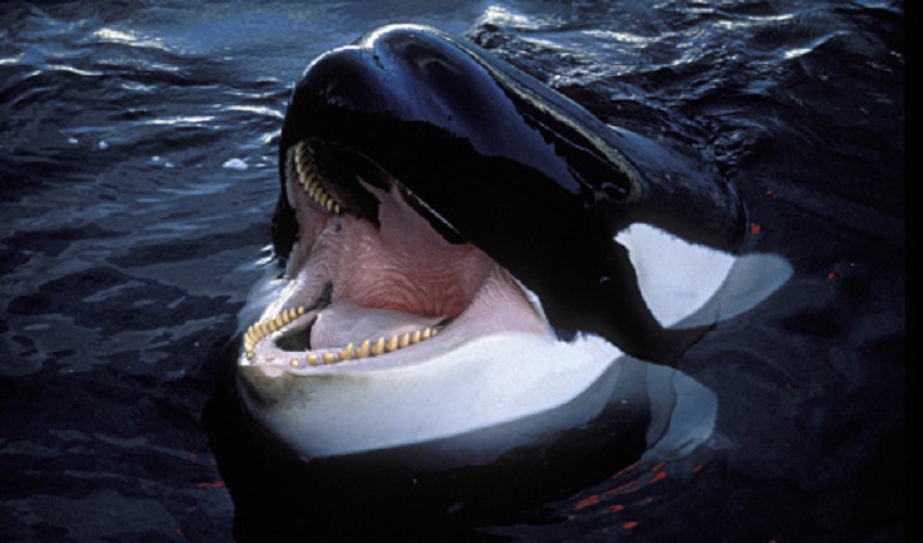 Watch Amazing Drone Footage of Killer Whales Absolutely Destroying a ...
