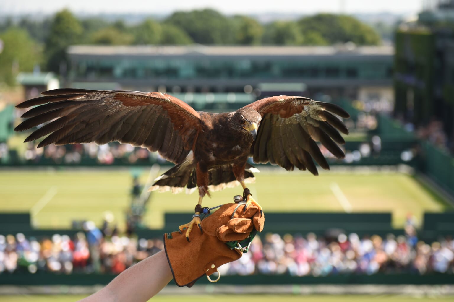 8 Wild Wimbledon Facts You Probably Didn’t Know - Maxim