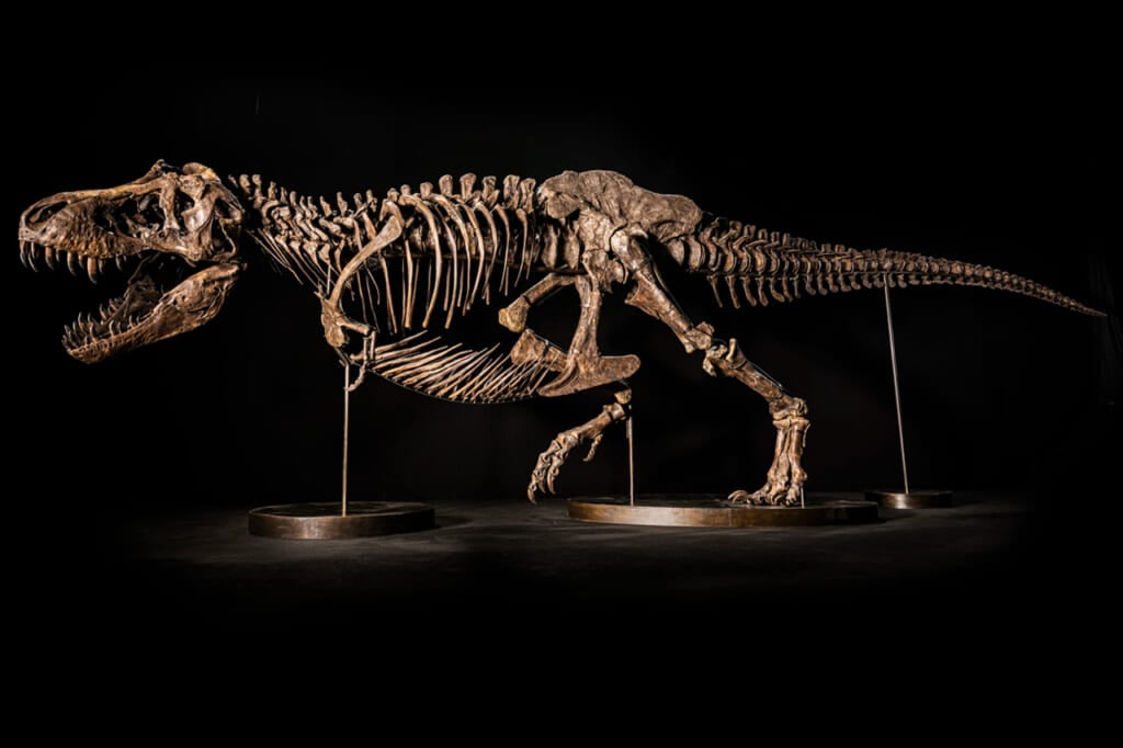 This Rare T. Rex Skeleton Could Sell For $25 Million - Maxim This Rare T. Rex Skeleton Could Sell For $25 Million - Maxim