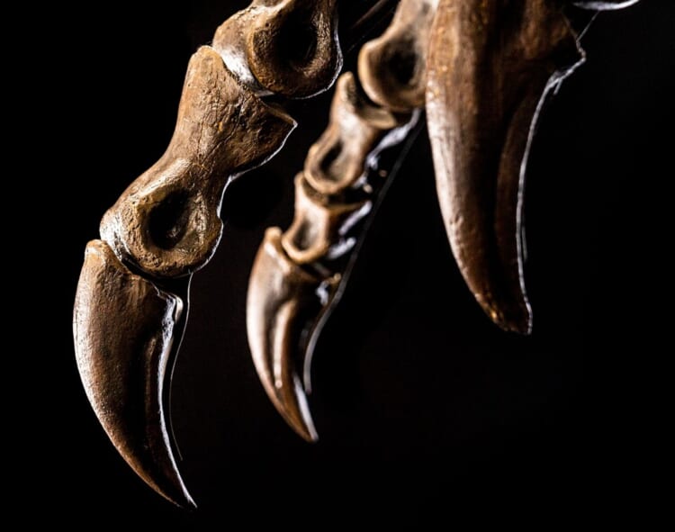 This Rare T. Rex Skeleton Could Sell For $25 Million - Maxim