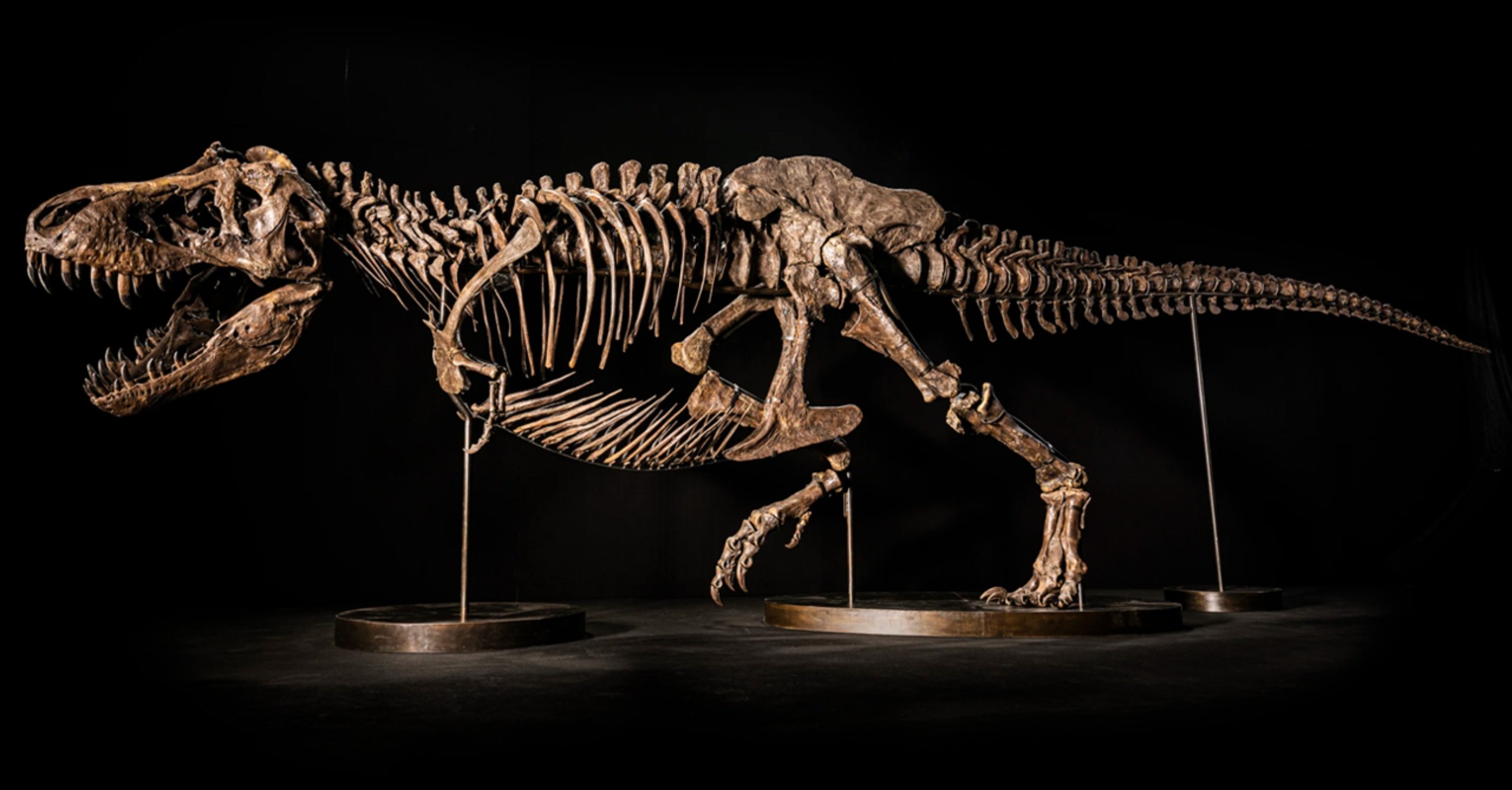 This Rare T Rex Skeleton Could Sell For 25 Million Maxim